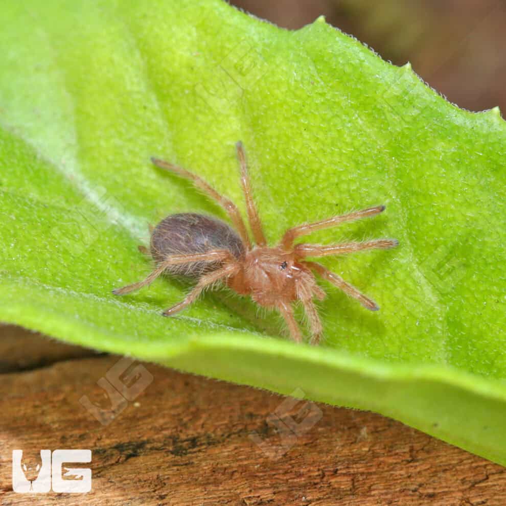 Tarantulas & Spiders Archives - Page 4 of 34 - Underground Reptiles