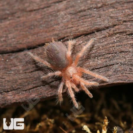 Red Phase Chilean Rose Hair Tarantula (.25 - .75'') (Grammostola rosea ...