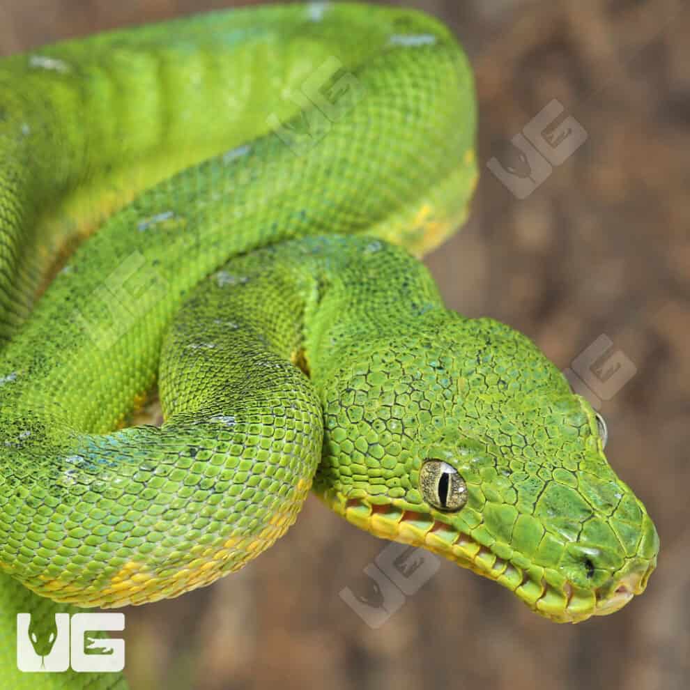 Emerald Tree Boas For Sale - Underground Reptiles
