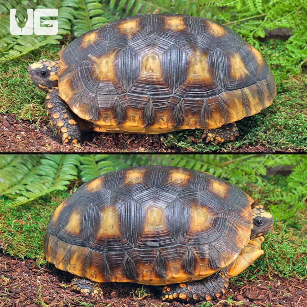 Sub Adult Amazon Basin Yellow Foot Tortoise (Geochelone denticulata ...