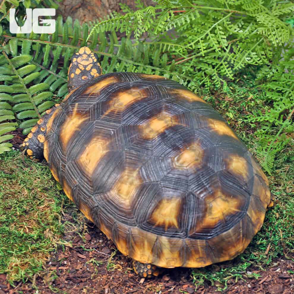 Tortoises For Sale - Underground Reptiles
