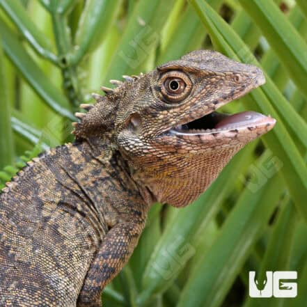 Two-Marked Forest Dragon (Hypsilurus binotatus) For Sale - Underground ...