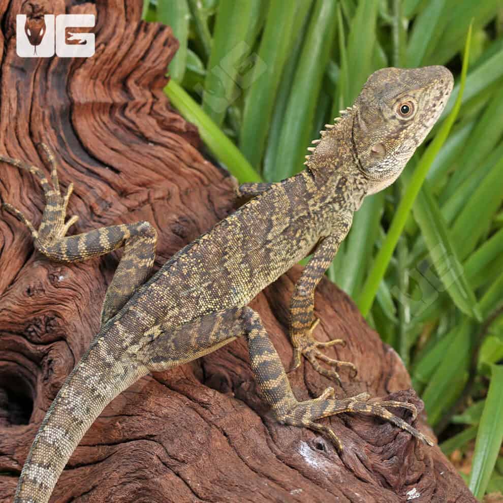 Two-Marked Forest Dragon (Hypsilurus binotatus) For Sale - Underground ...