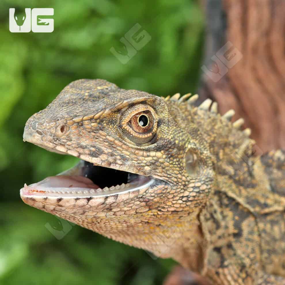 Two-Marked Forest Dragon (Hypsilurus binotatus) For Sale - Underground ...