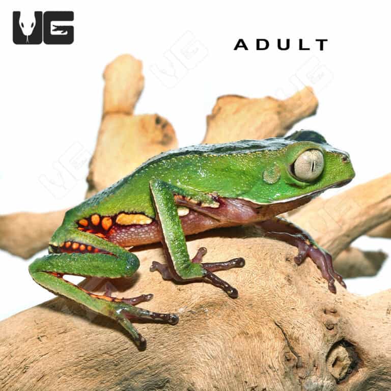 Tree Frogs For Sale - Underground Reptiles