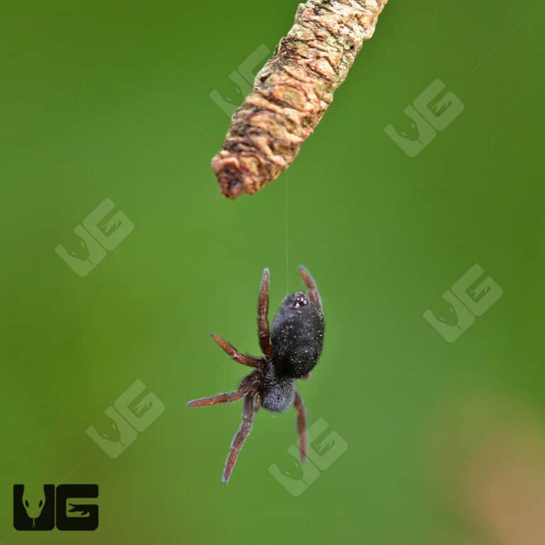 Yellowhead Velvet Spiders For Sale - Underground Reptiles