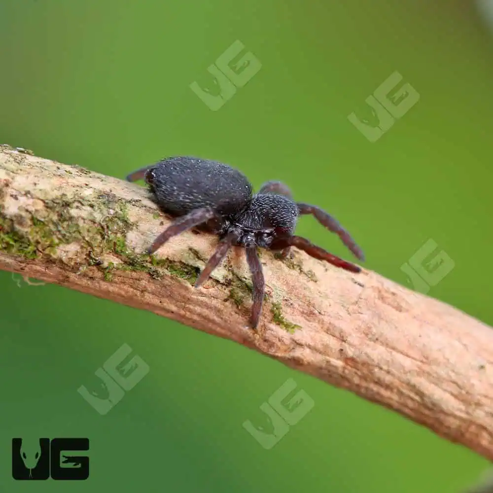 Yellowhead Velvet Spiders For Sale - Underground Reptiles