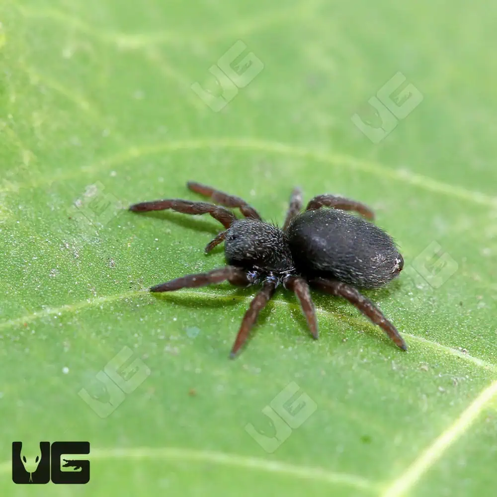 Yellowhead Velvet Spiders For Sale - Underground Reptiles