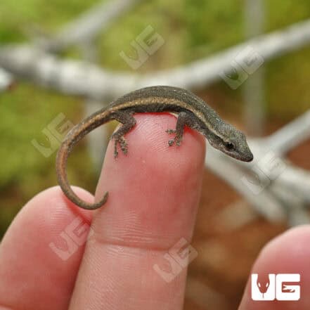 Cameroon Dwarf Gecko For Sale - Underground Reptiles