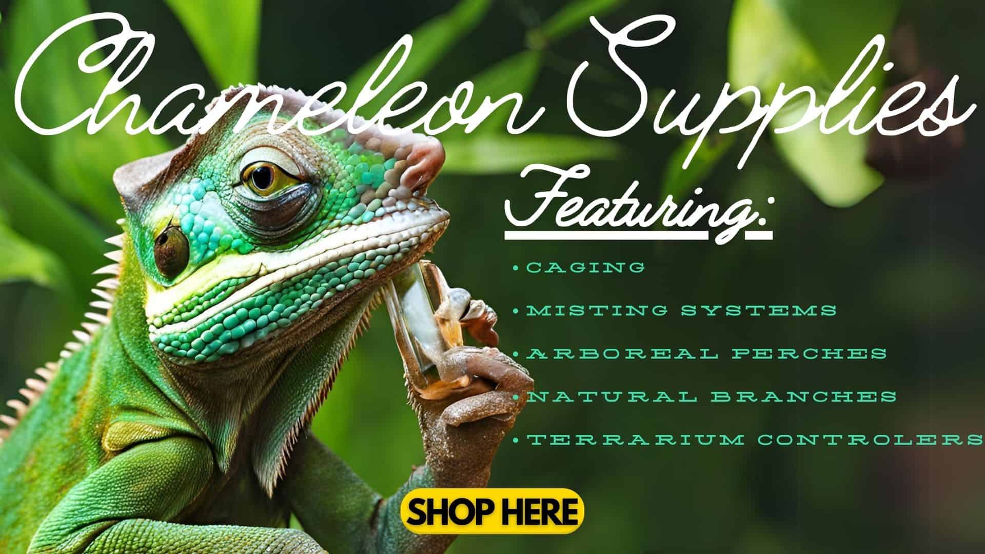 Underground Reptiles - Exotic Reptiles, Amphibians, Lizards and Mammals