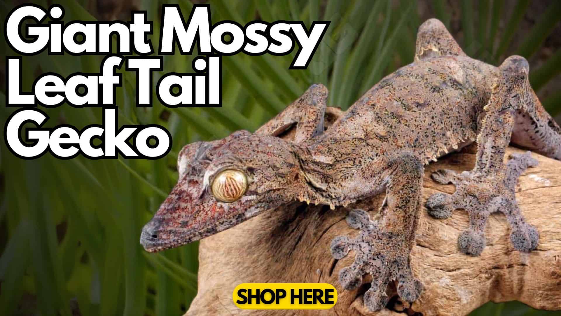 Underground Reptiles - Exotic Reptiles, Amphibians, Lizards and Mammals