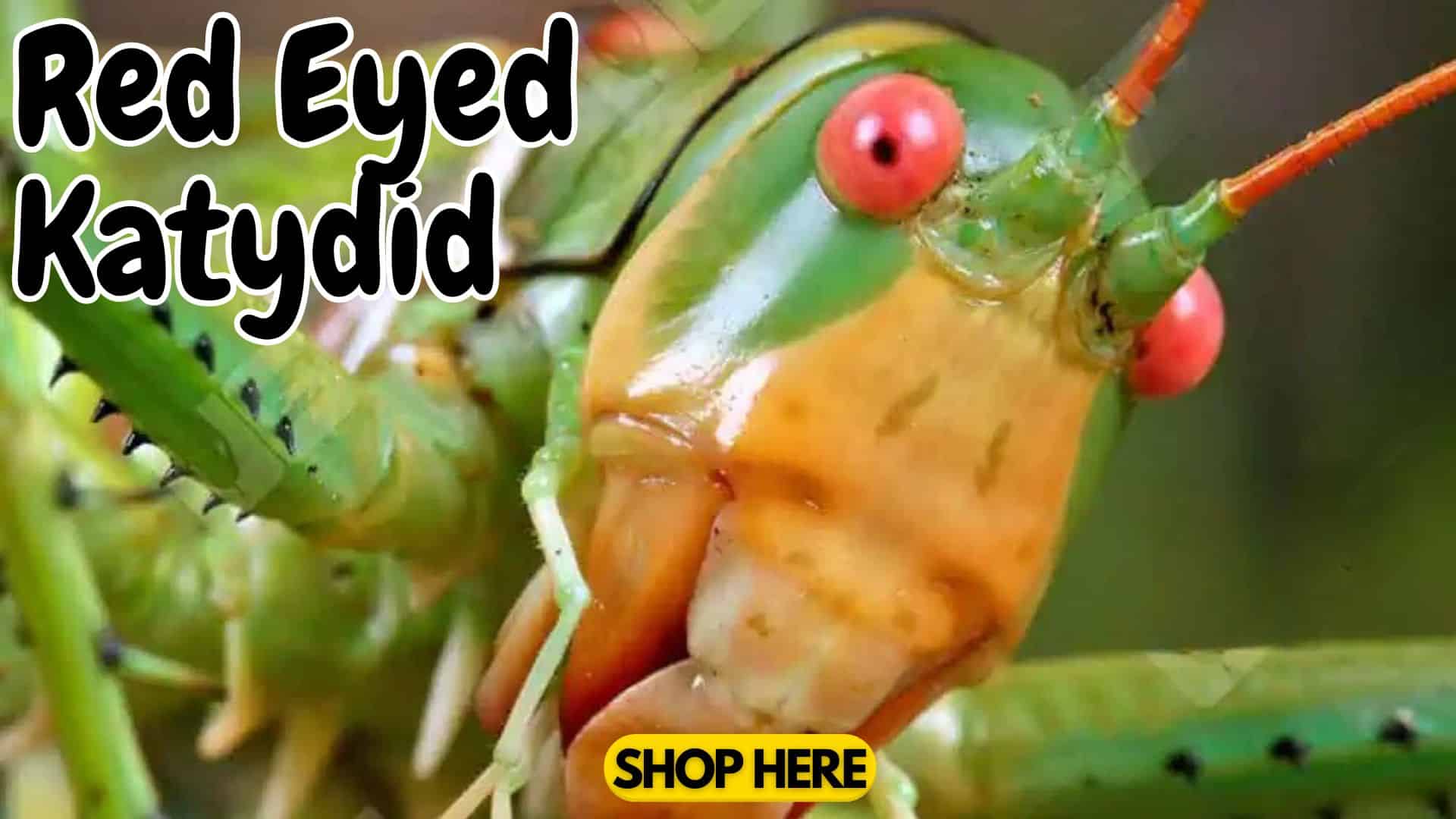 Underground Reptiles - Exotic Reptiles, Amphibians, Lizards and Mammals