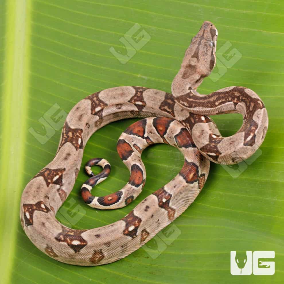 Boas For Sale - Underground Reptiles