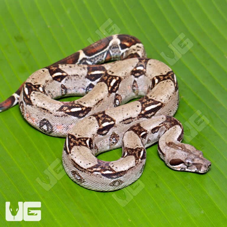 Ball Pythons For Sale - Underground Reptiles