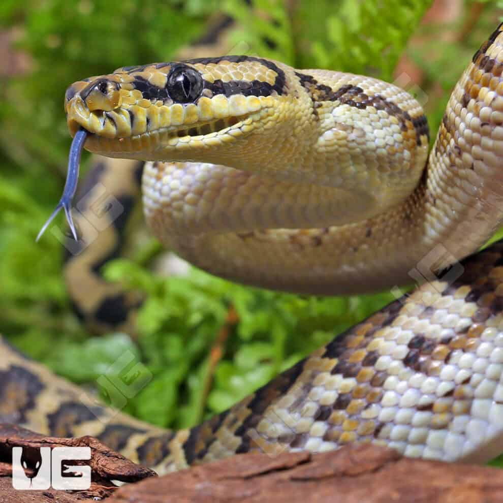 Shop Reptiles, Amphibians, Inverts & More - Underground Reptiles