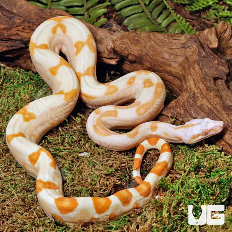 Ball Pythons For Sale - Underground Reptiles