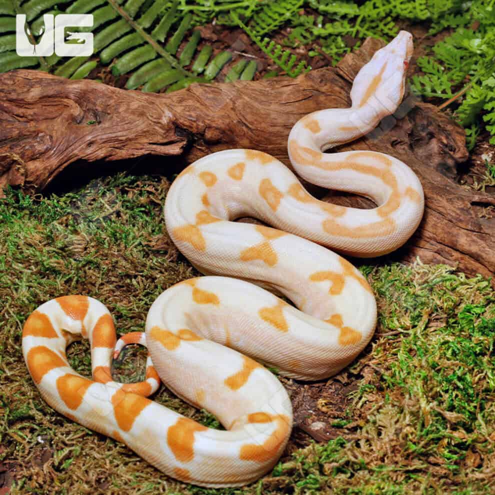 Ball Pythons For Sale - Underground Reptiles