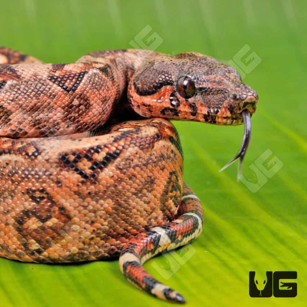 Boas For Sale - Underground Reptiles