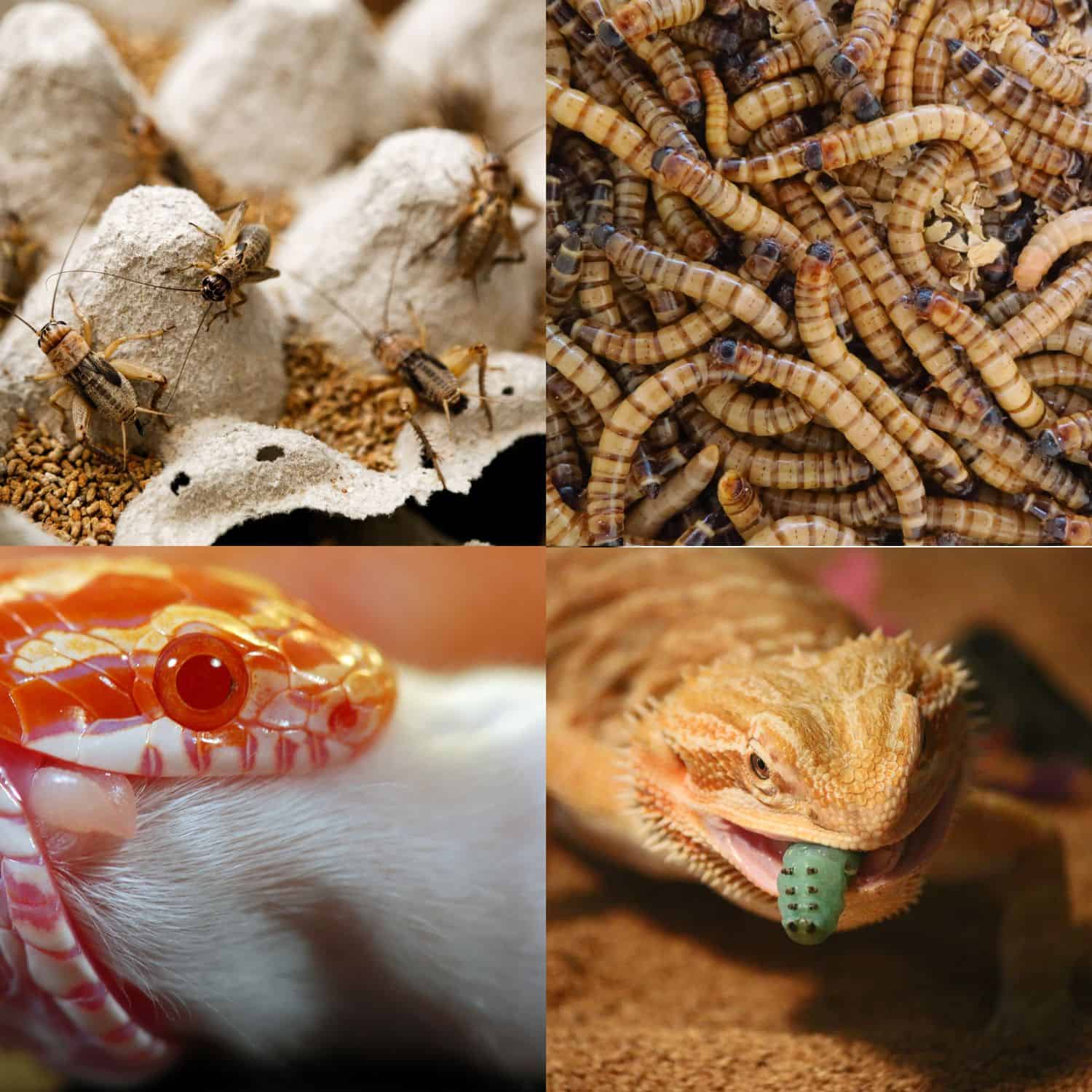 Shop Reptiles, Amphibians, Inverts & More - Underground Reptiles