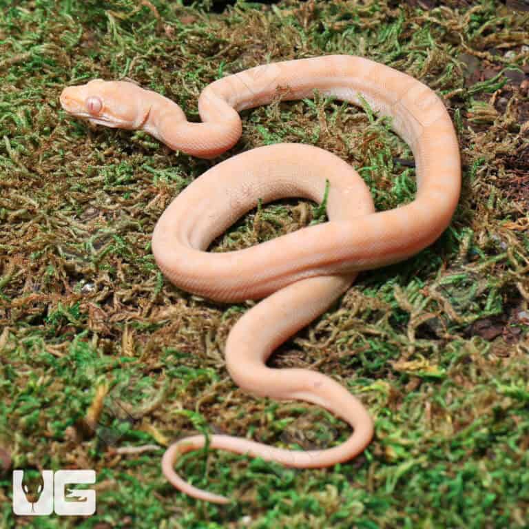 Albino Het Axanthic Carpet Python For Sale - Underground Reptiles