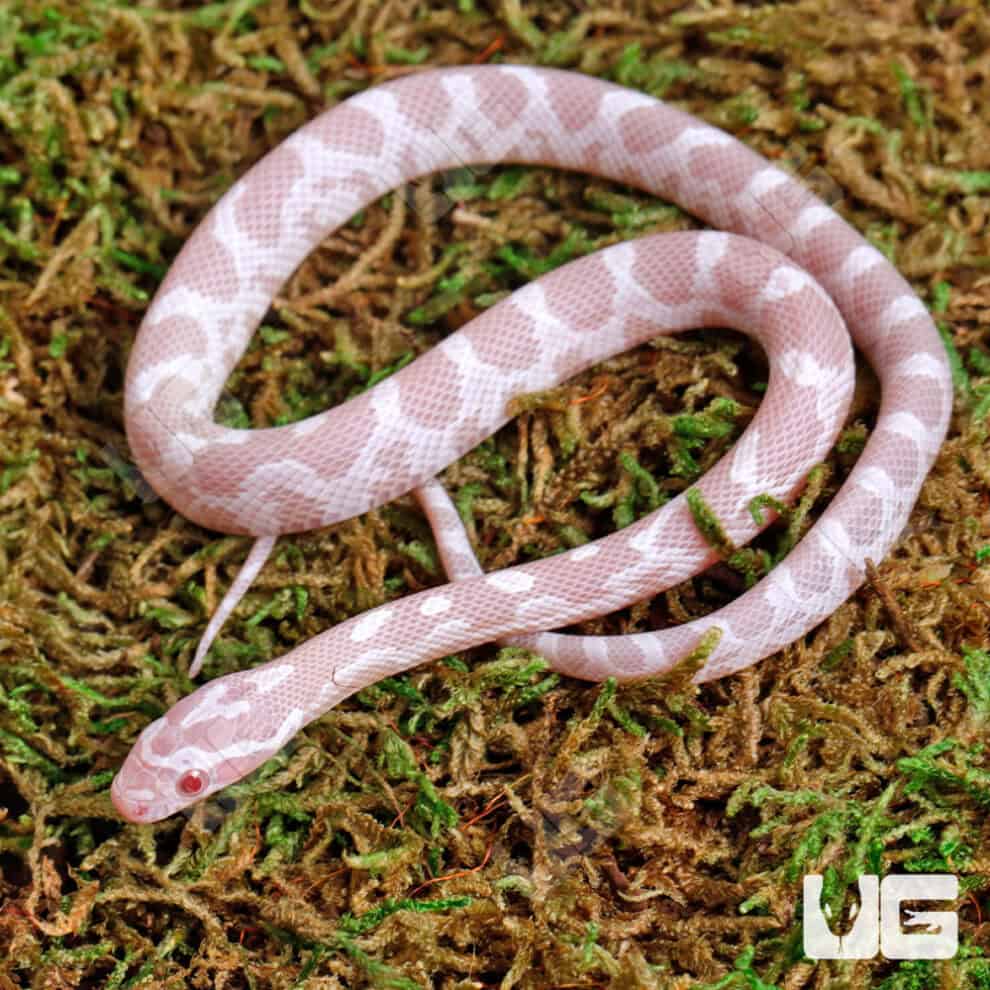 Baby Amel Cider Cornsnake For Snake - Underground Reptiles