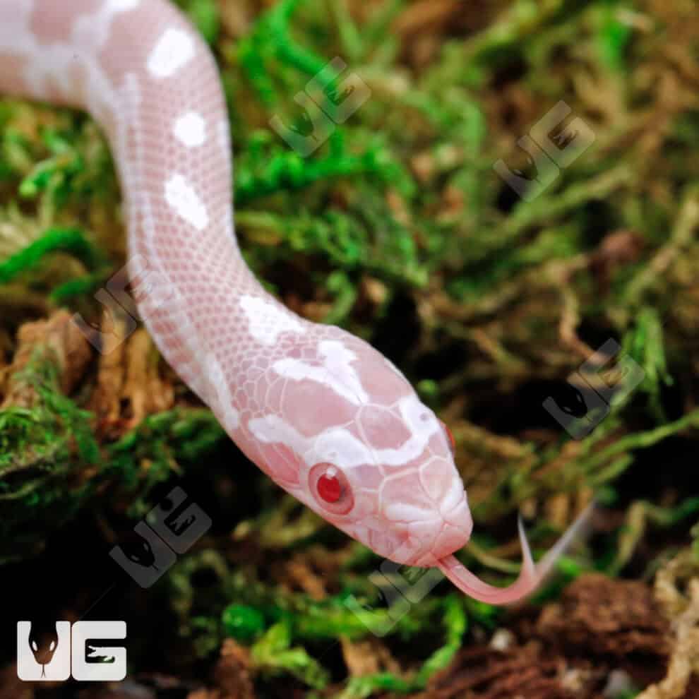 Baby Amel Cider Cornsnake For Snake - Underground Reptiles