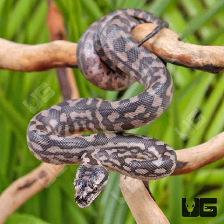 Baby Coastal Het Axanthic Carpet Python - Underground Reptiles