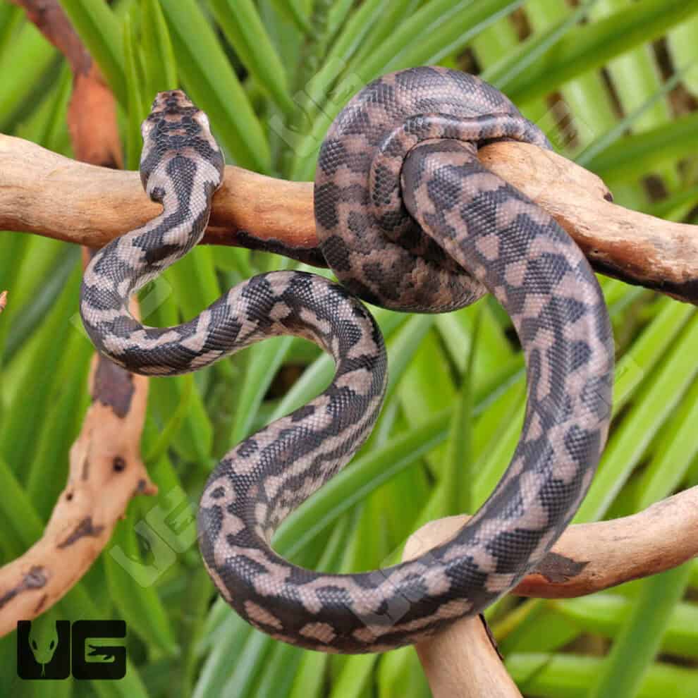 Baby Coastal Het Axanthic Carpet Python - Underground Reptiles