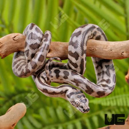 Baby Coastal Jaguar Het Axanthic Carpet Python - Underground Reptiles