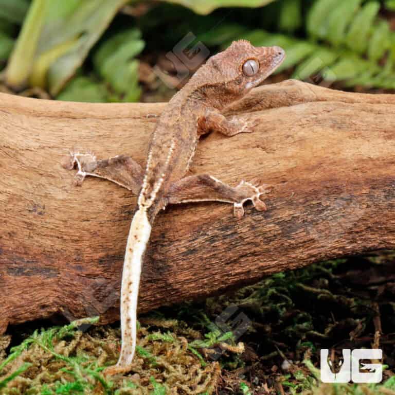 Baby Phantom Lily White Crested Geckos For Sale - Underground Reptiles