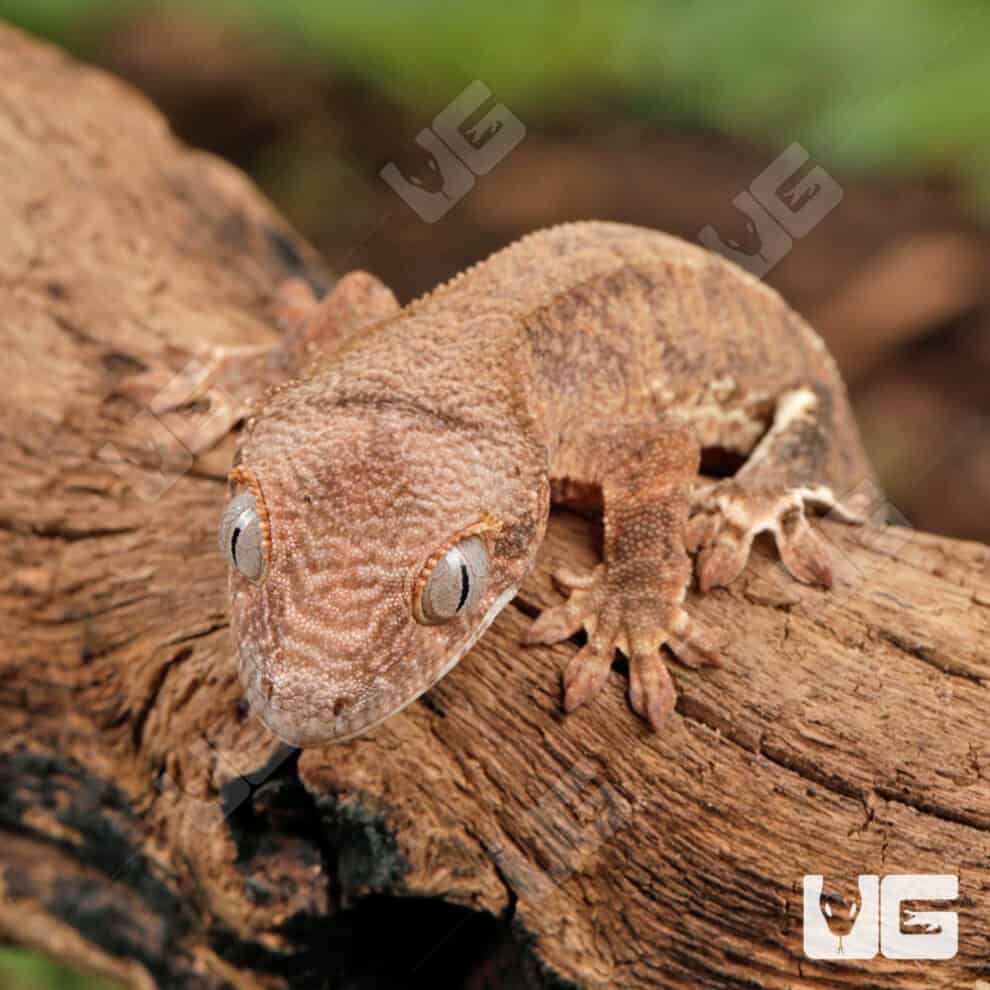 Baby Phantom Lily White Crested Geckos For Sale - Underground Reptiles