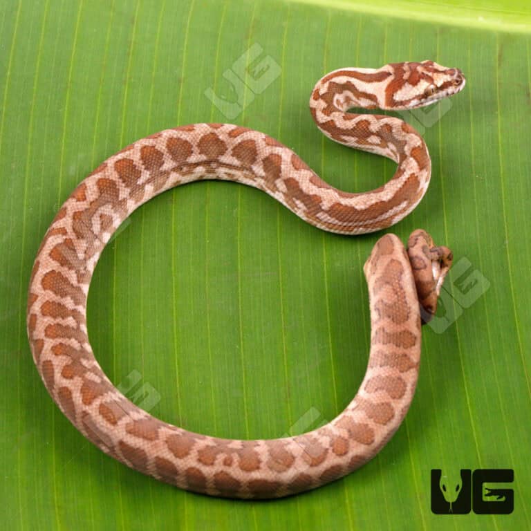 Baby Irian Jaya x Coastal Carpet Python For Sale - Underground Reptiles