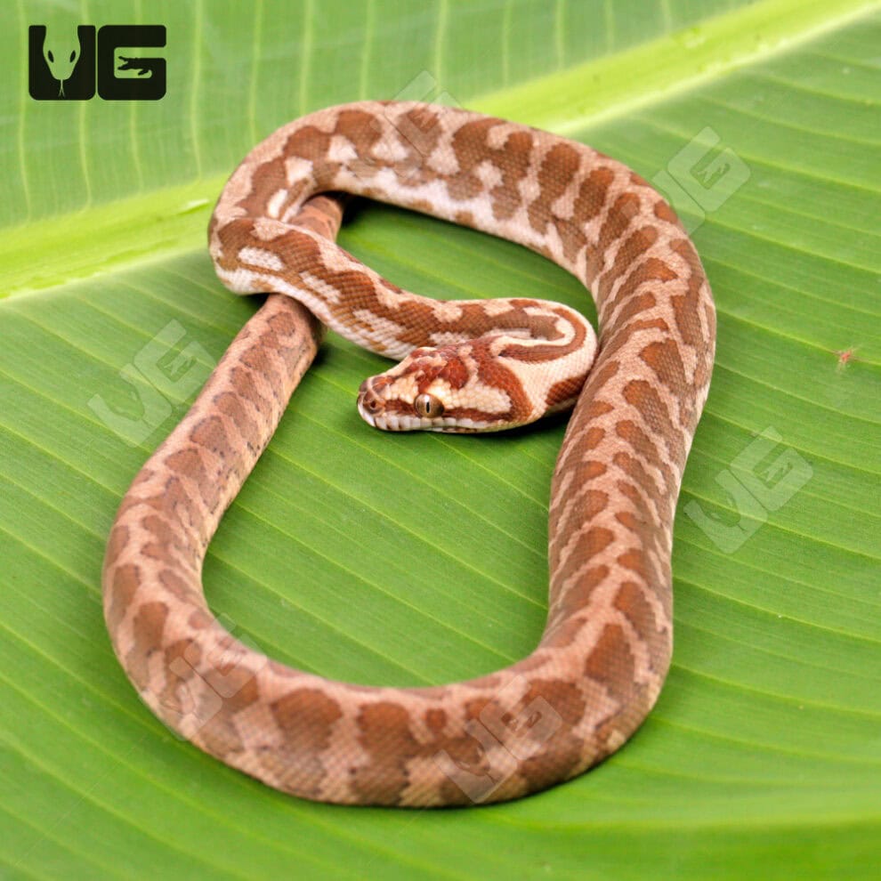 Baby Irian Jaya x Coastal Carpet Python For Sale - Underground Reptiles