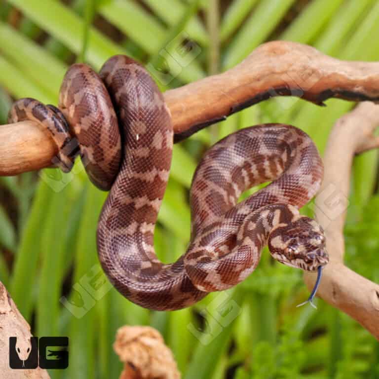 Baby Irian Jaya Het Granite Carpet Python For Sale - Underground Reptiles