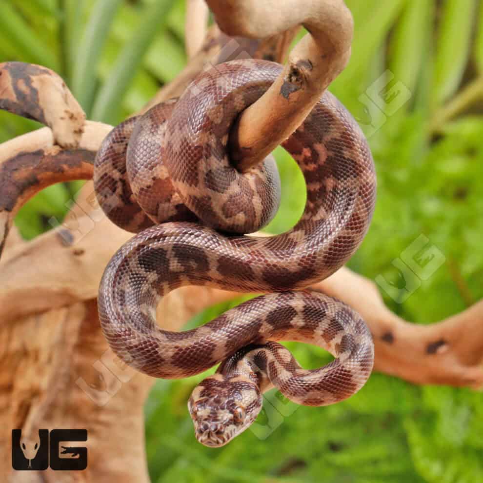 Baby Irian Jaya Het Granite Carpet Python For Sale - Underground Reptiles