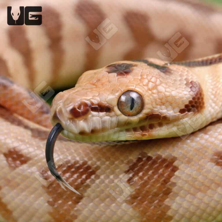 Baby Irian Jaya Jaguar Carpet Pythons (Morelia spilota variegata) For ...