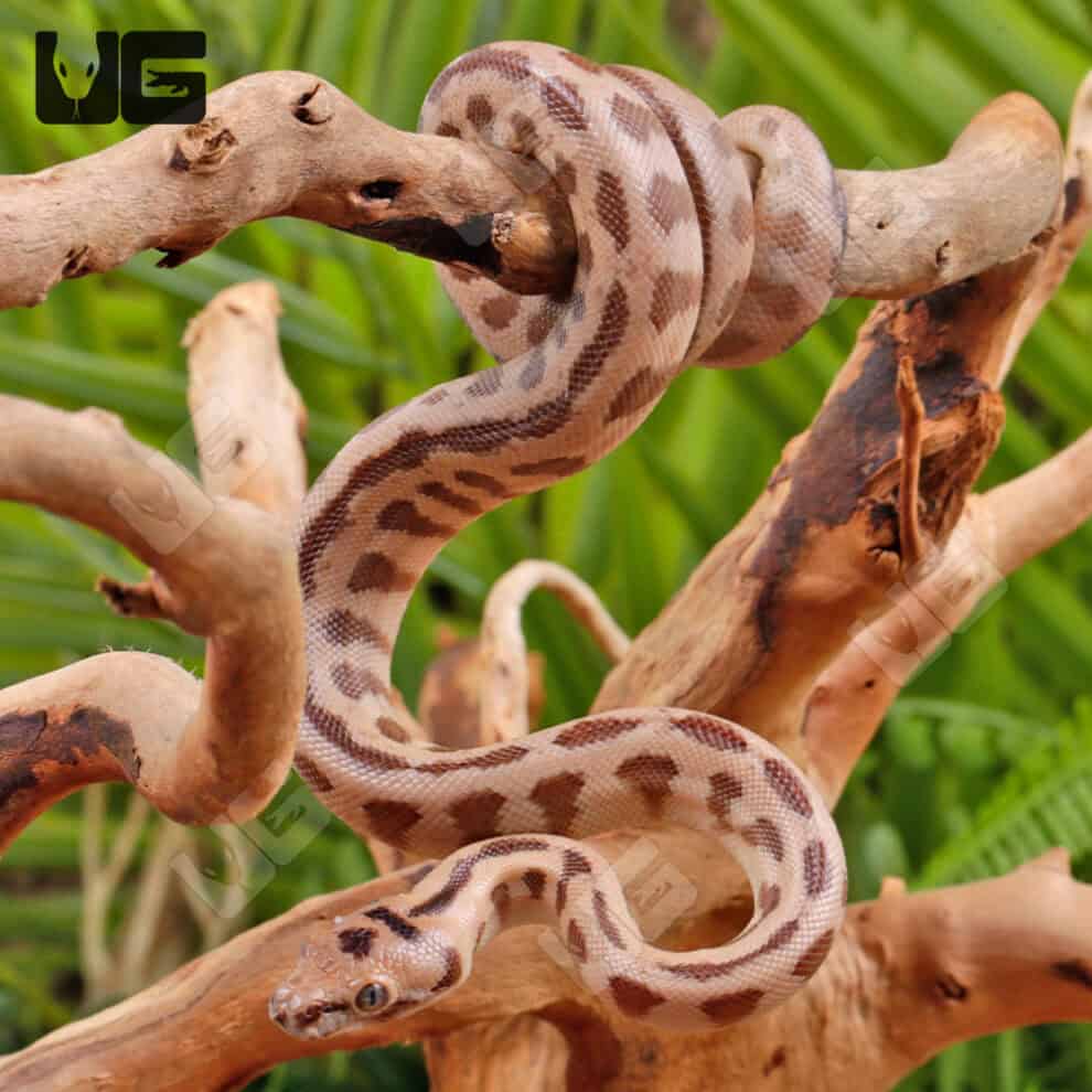 Baby Irian Jaya Jaguar Carpet Pythons (Morelia spilota variegata) For ...