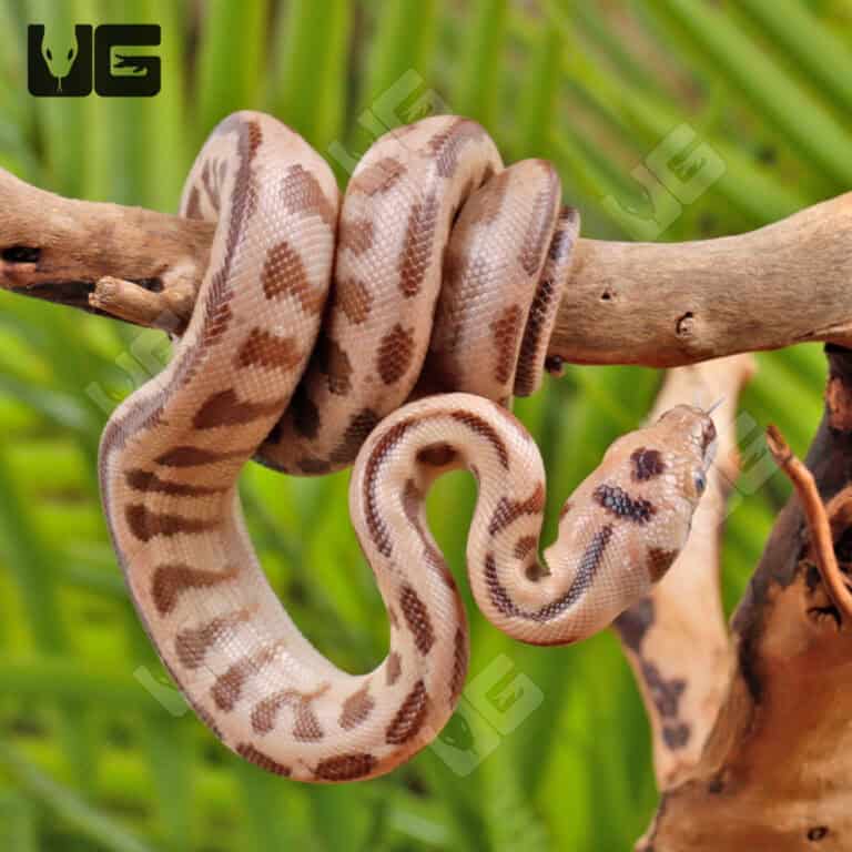 Baby Irian Jaya Jaguar Carpet Pythons (Morelia spilota variegata) For ...