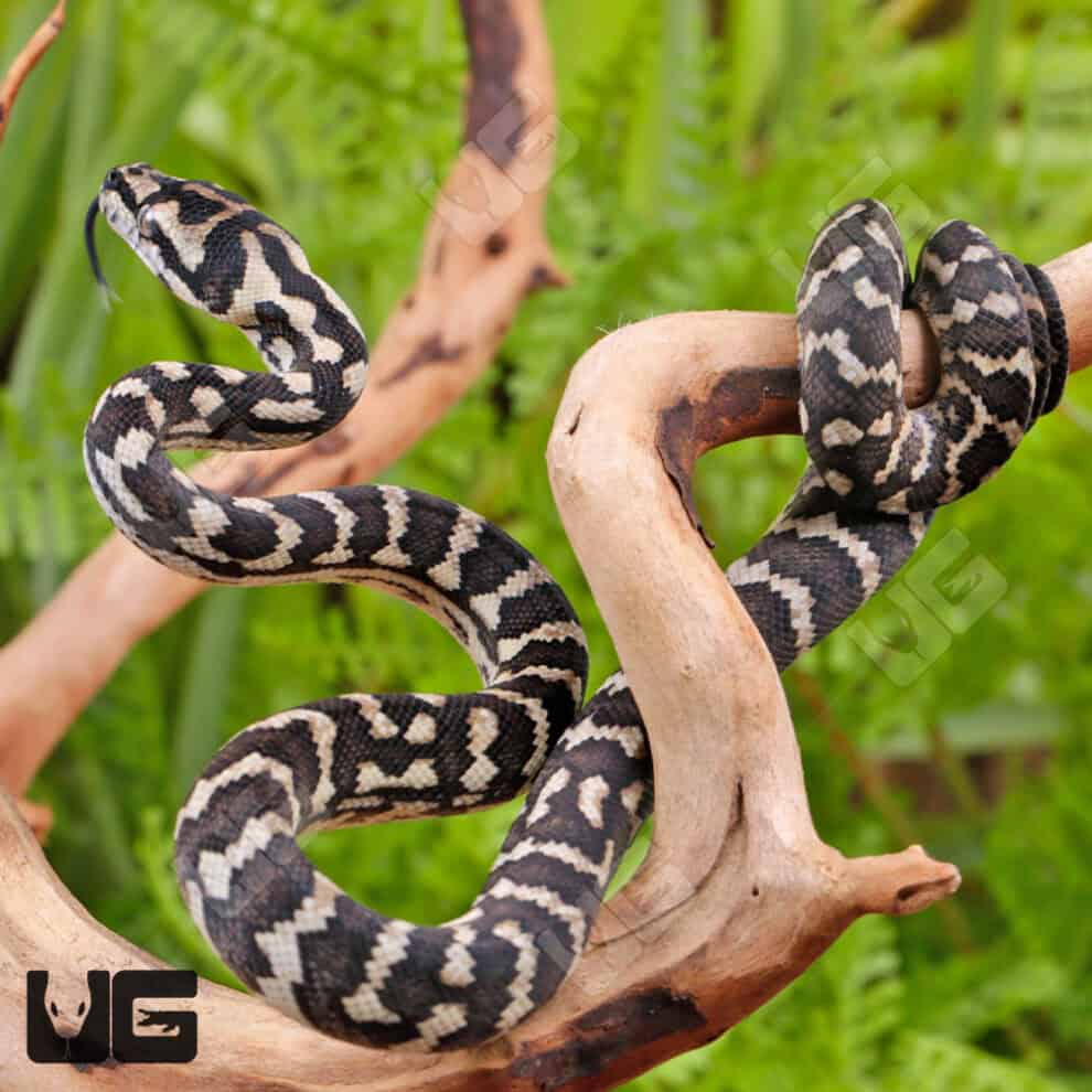 Baby Jungle Carpet Pythons For Sale - Underground Reptiles