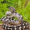 Baby Jungle Carpet Pythons For Sale - Underground Reptiles