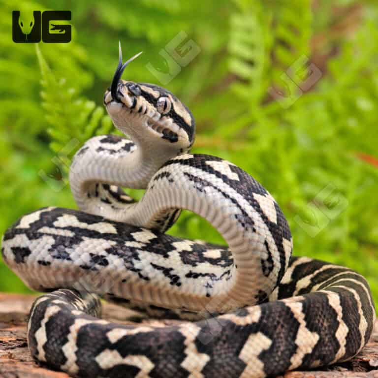 Baby Jungle Carpet Pythons For Sale - Underground Reptiles
