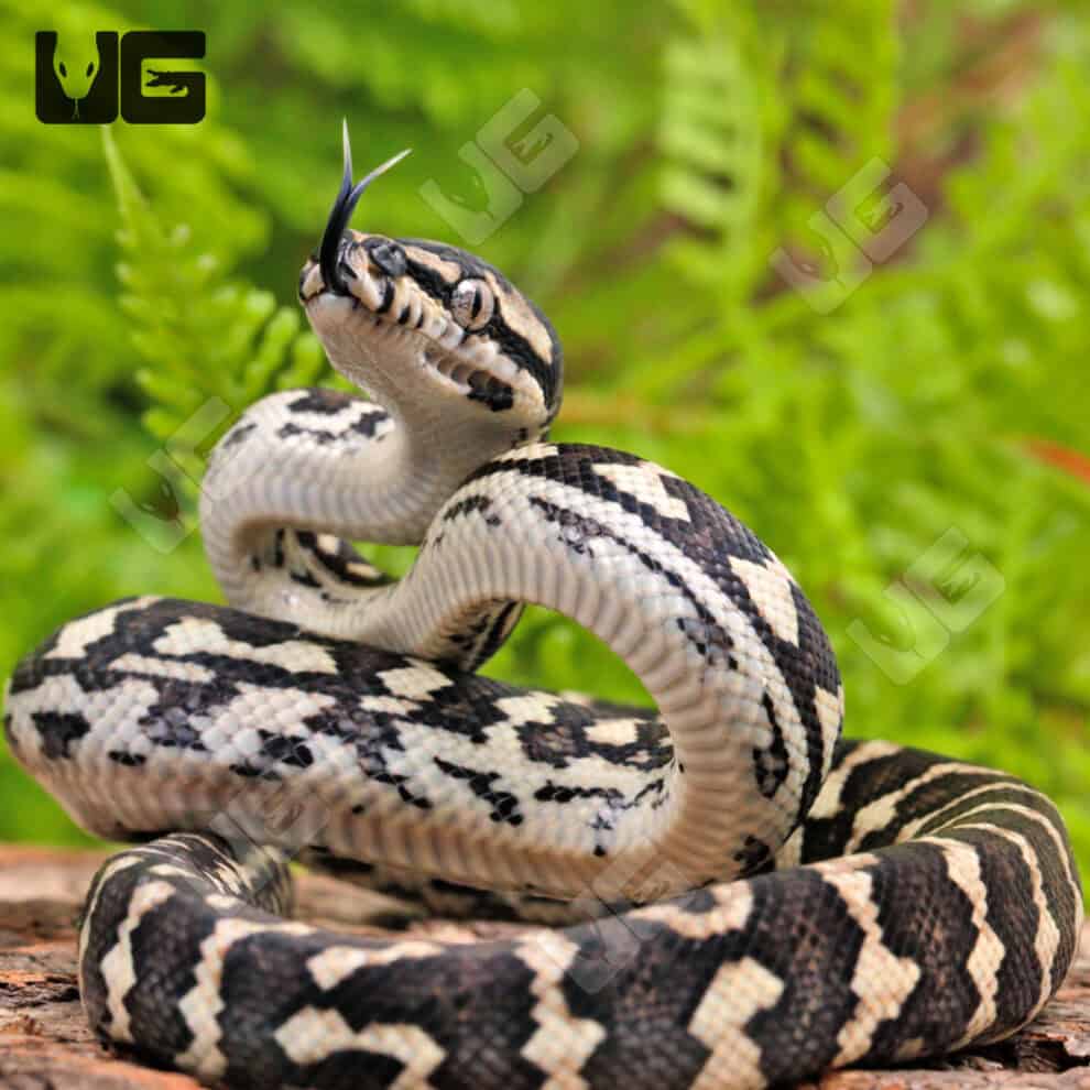 Baby Jungle Carpet Pythons For Sale - Underground Reptiles