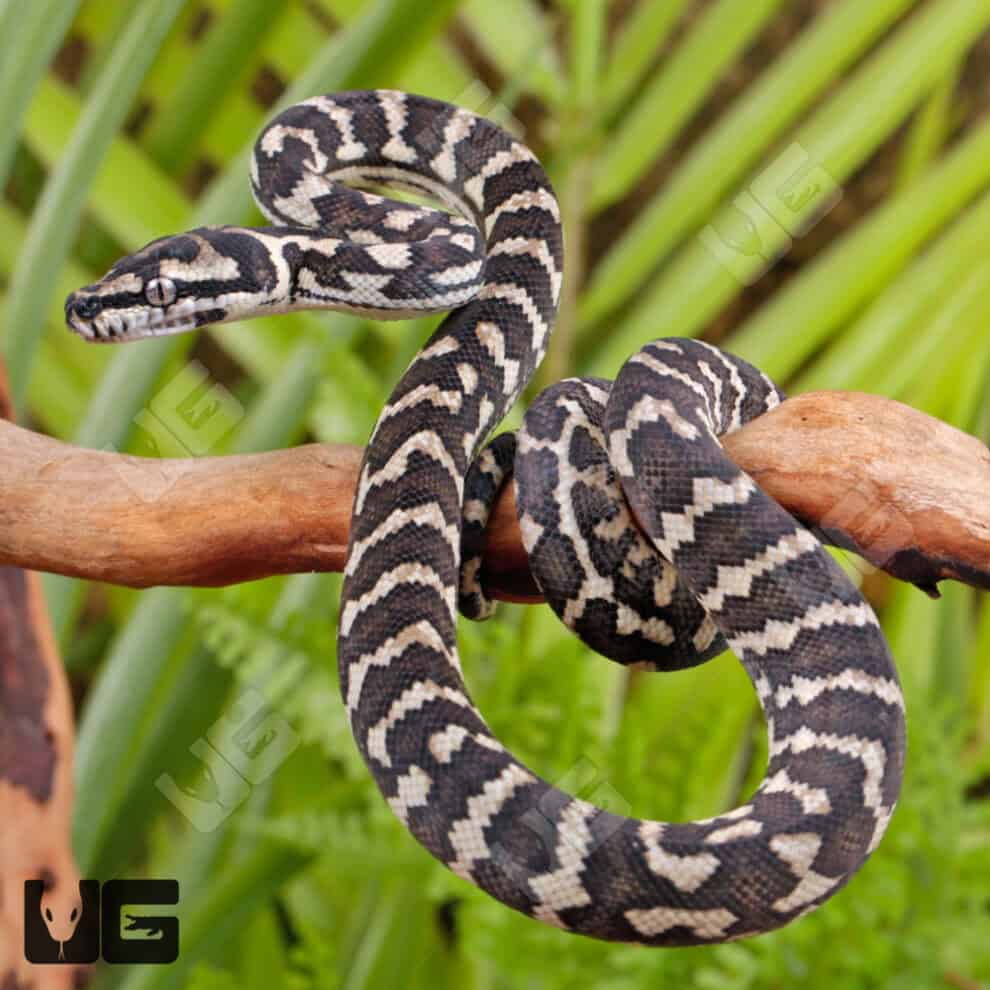 Carpet Pythons For Sale - Underground Reptiles