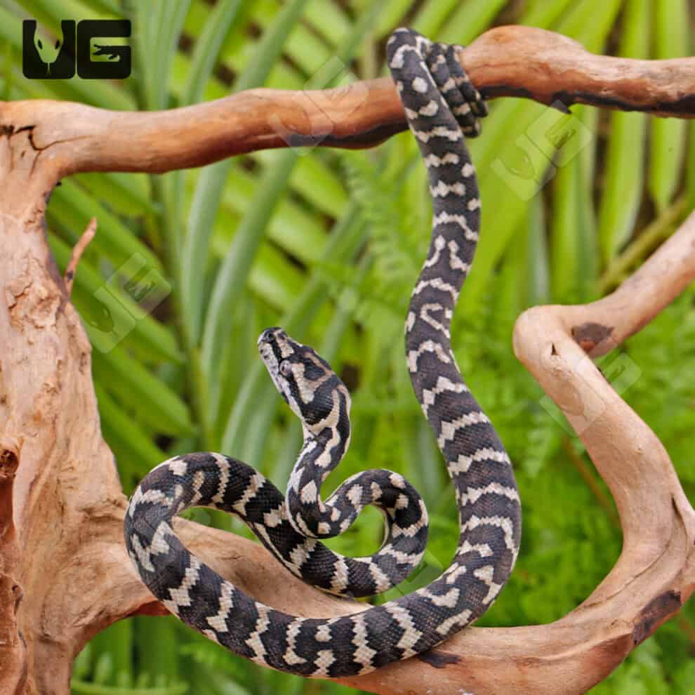 Baby Jungle Carpet Pythons For Sale - Underground Reptiles