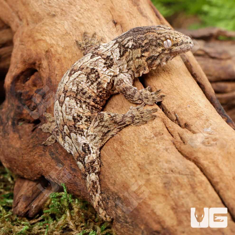 Baby Nu Ana Leachianus Geckos For Sale - Underground Reptiles