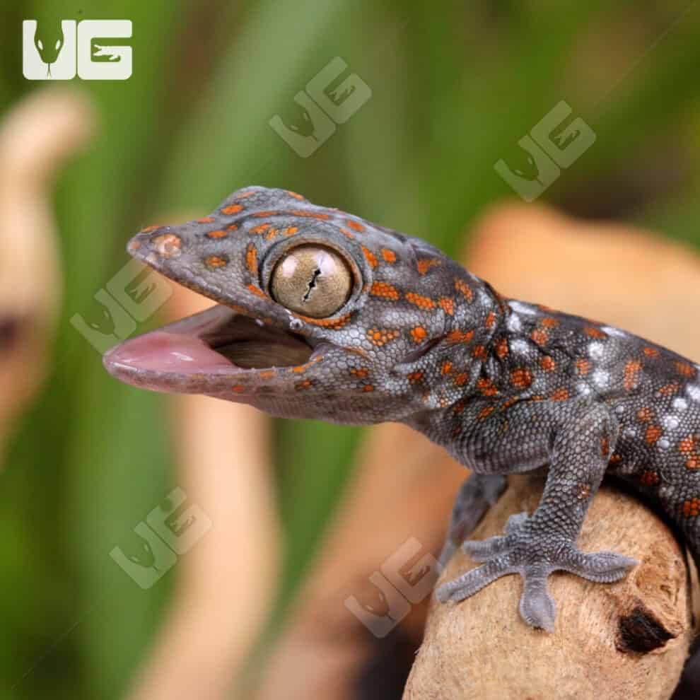 Other Geckos For Sale - Underground Reptiles