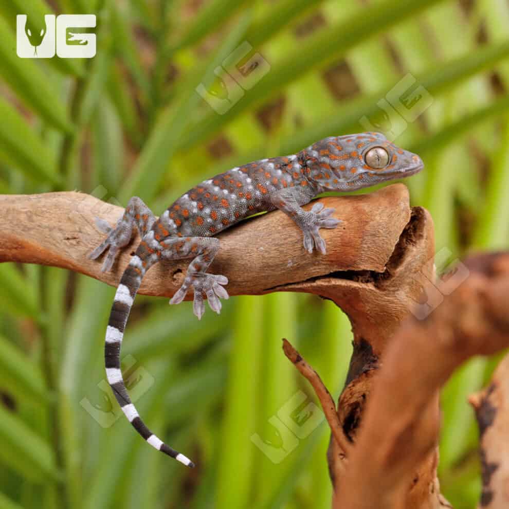 Other Geckos For Sale - Underground Reptiles