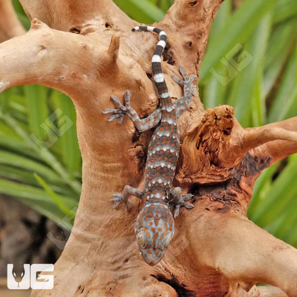 Platinum Tokay Geckos for sale - Underground Reptiles