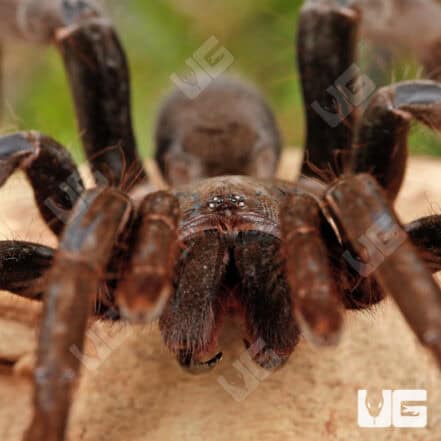 Tarantulas & Spiders Archives - Page 5 of 35 - Underground Reptiles