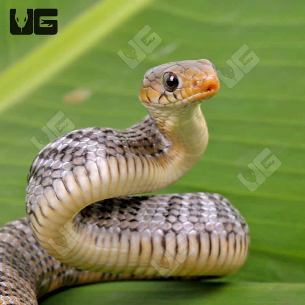Snakes For Sale - Underground Reptiles